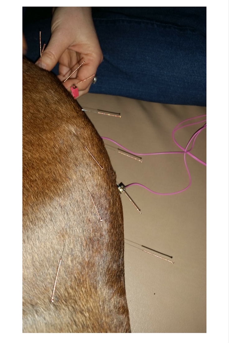 Acupuncture: What dogs are top candidates? (part two) - Wag and Cluck ...