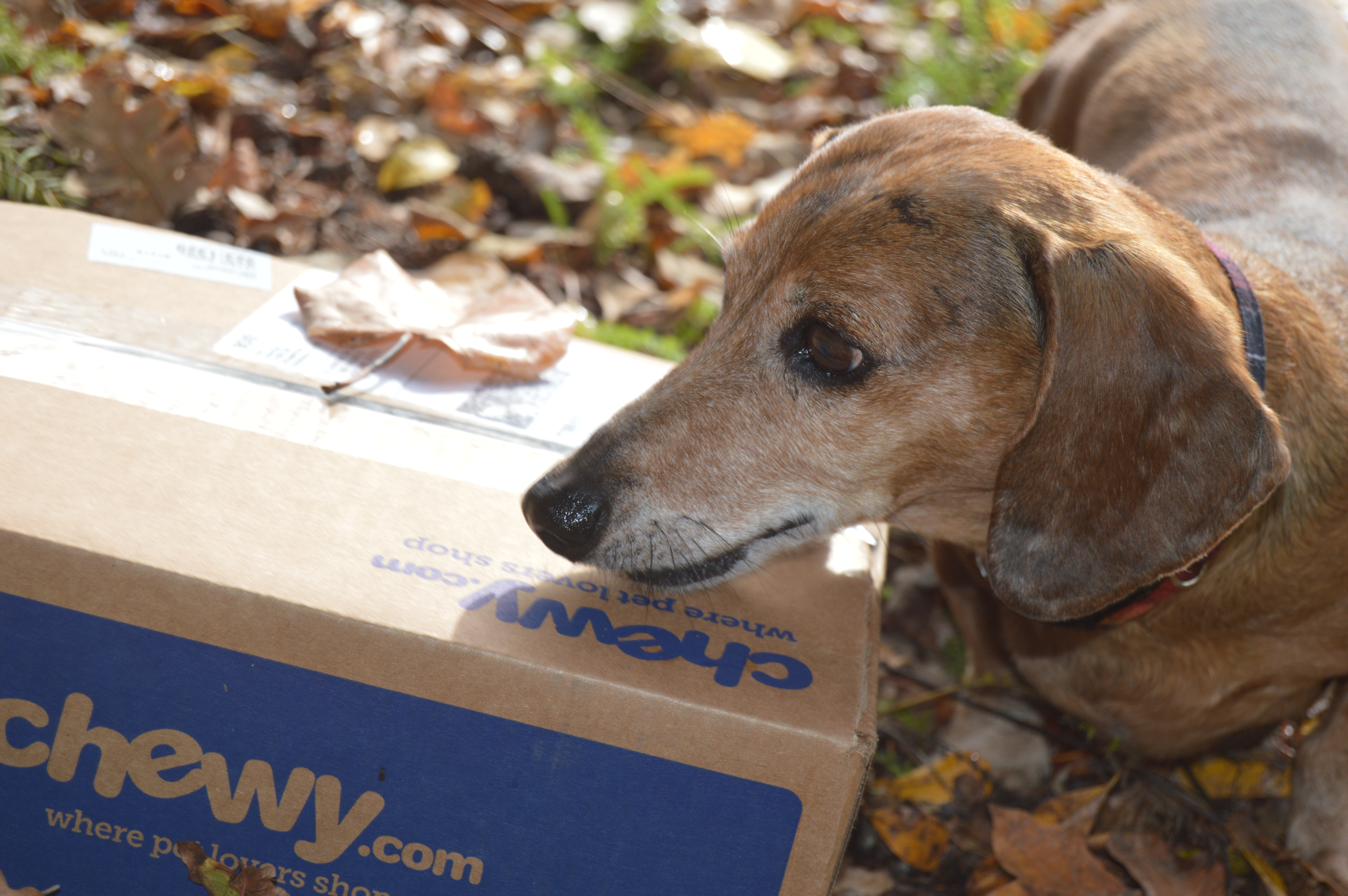 A Scary Chewy Review: Boo! #Chewy Influencer | Wag and Cluck - Wag and ...