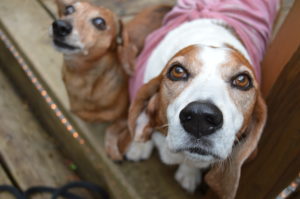 Paw Soaks: My Fave Herbal Combo - Wag and Cluck - Wag and Cluck