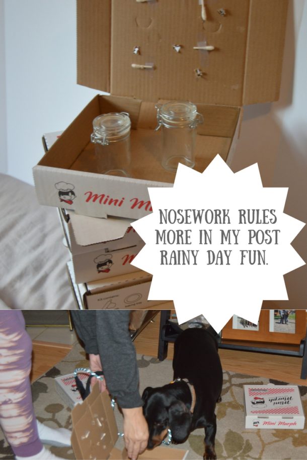 Positive Training: The Basics About Nosework - Wag and Cluck - Wag and ...