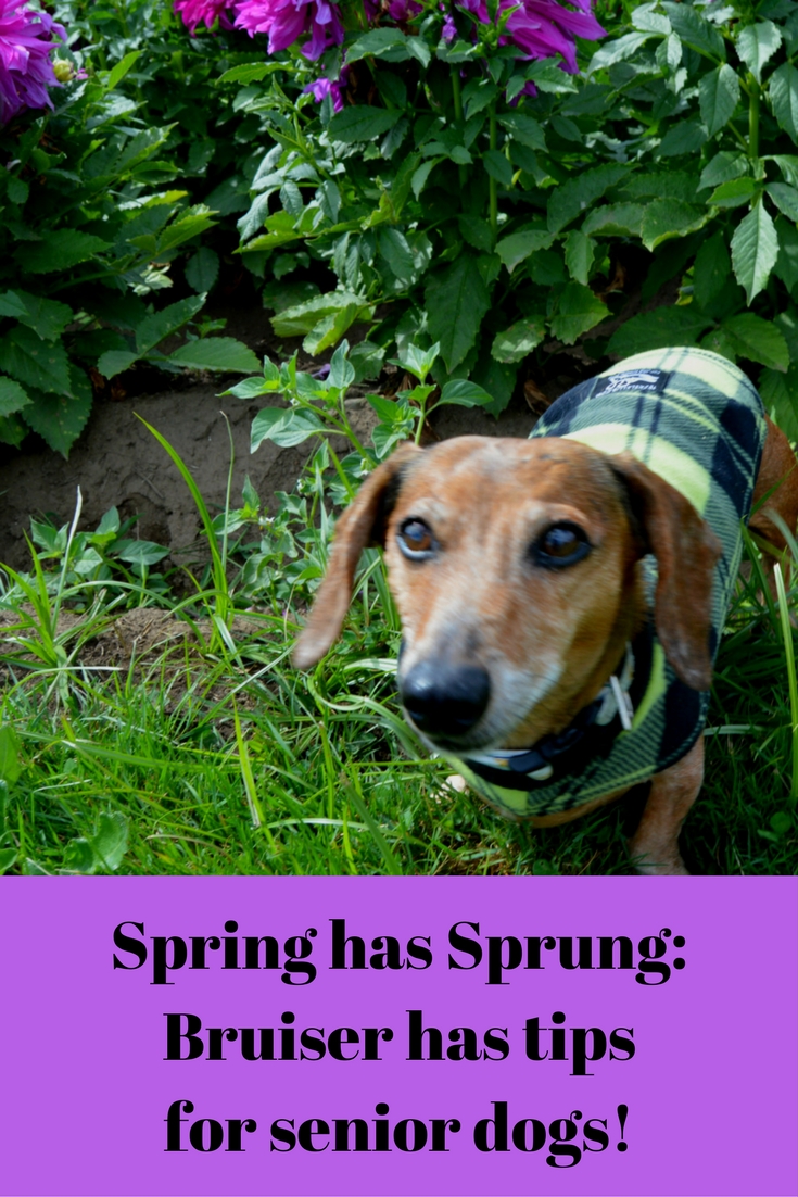Spring has Sprung- Bruiser has tips for senior dogs! | Wag and Cluck ...