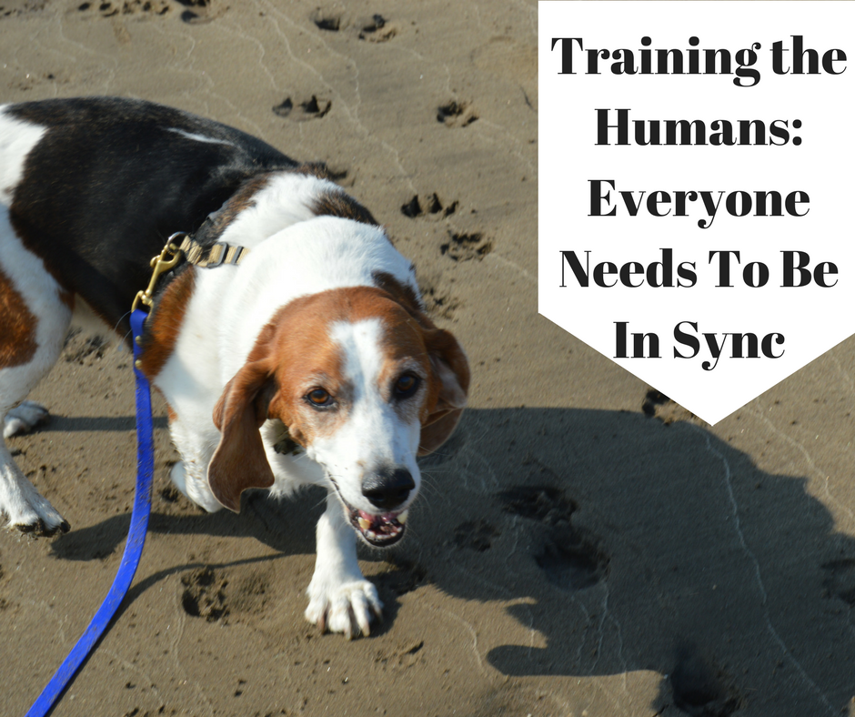 Training the Humans: Is Everyone On The Same Page? | Wag and Cluck ...