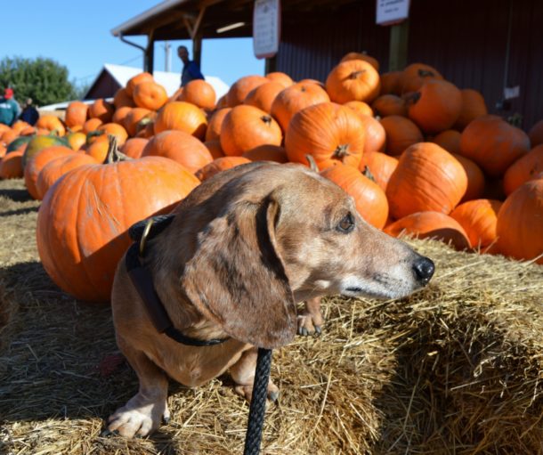 Paw Soaks: My Fave Herbal Combo - Wag and Cluck - Wag and Cluck