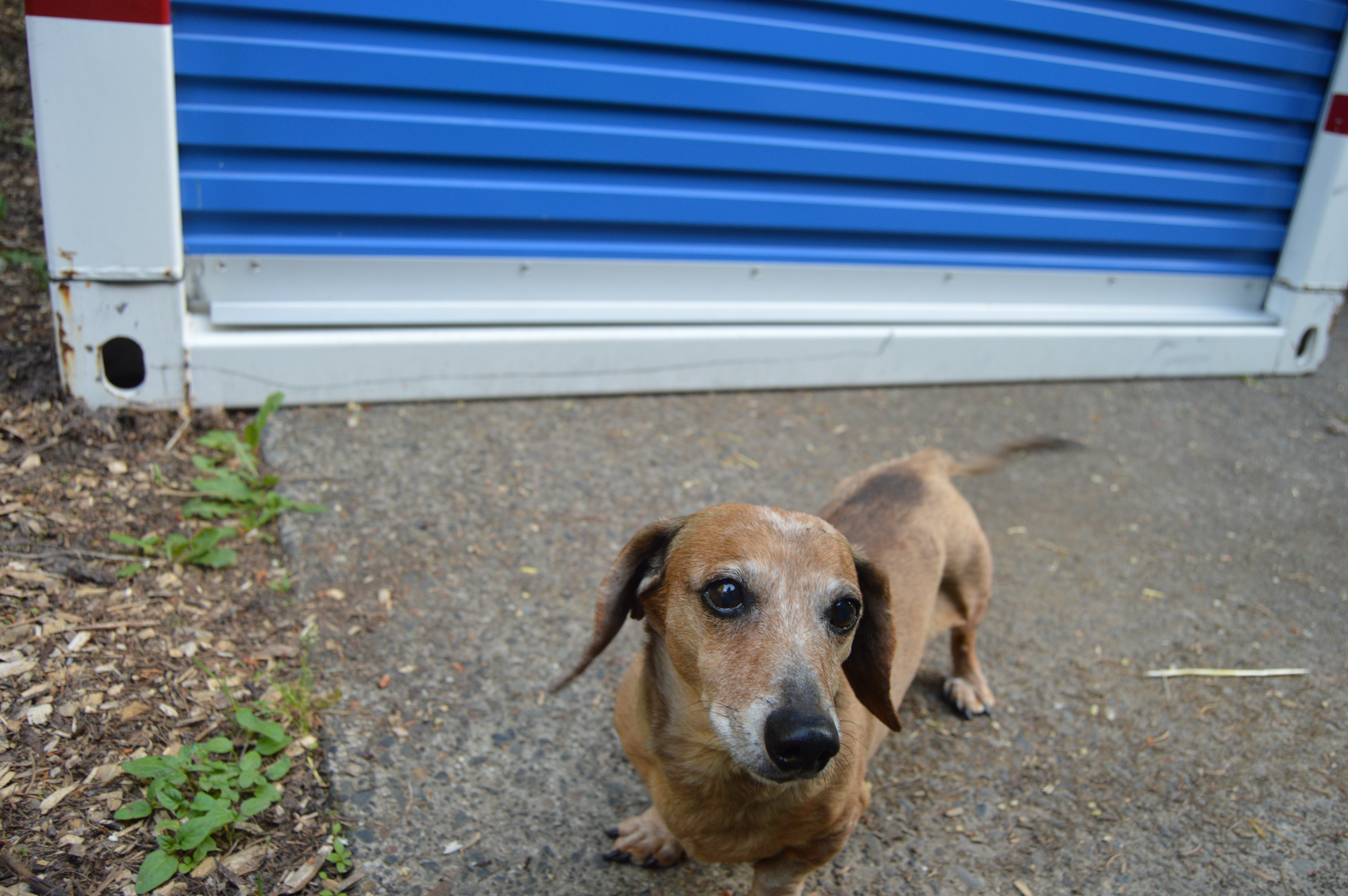 5 Tips for Moving Successfully with Your Dogs - Wag and Cluck