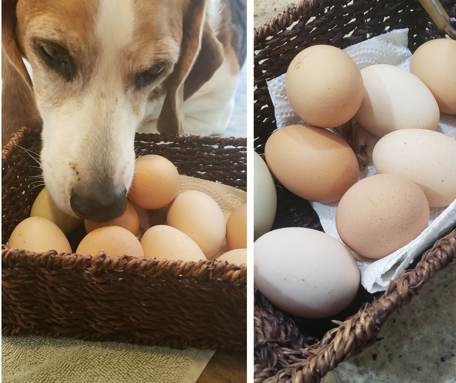 Chicken Advice: 6 Important Tips - Wag and Cluck