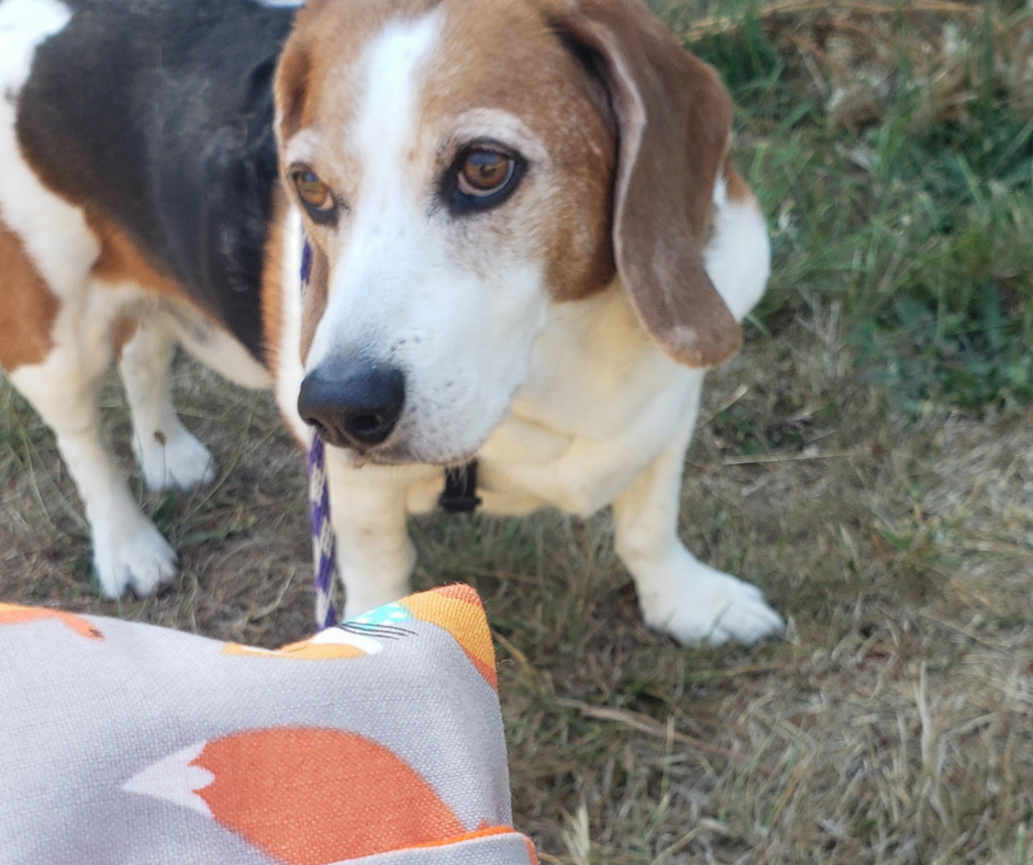 Subscription Box Review: Hound & Co - Wag and Cluck