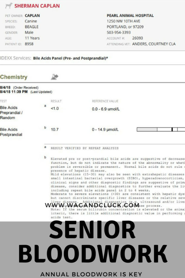 Why Blood Work is Important for Senior Dogs - Wag and Cluck - Wag and Cluck