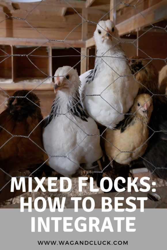 How To Successfully Integrate New Chickens Or Pullets Into A Flock ...