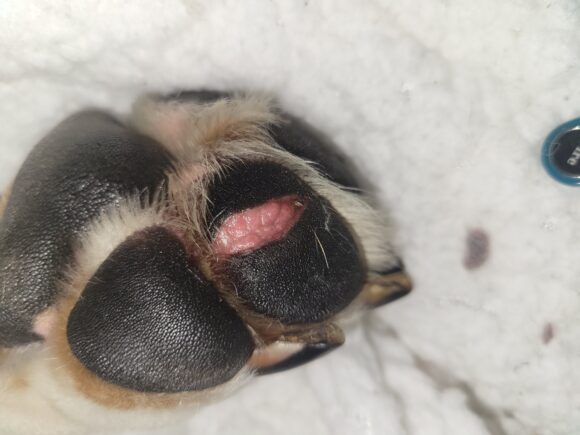 How to Properly Manage a Dog’s Cut Paw Pad - Wag and Cluck - Wag and Cluck