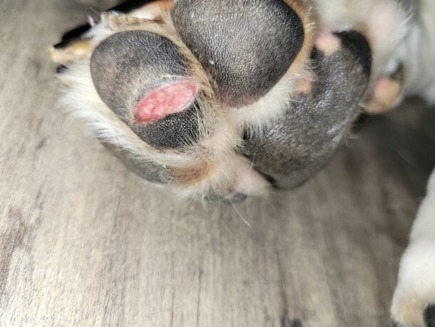 How to Properly Manage a Dog’s Cut Paw Pad - Wag and Cluck - Wag and Cluck