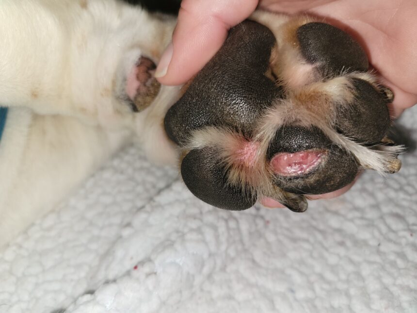 How to Properly Manage a Dog’s Cut Paw Pad - Wag and Cluck - Wag and Cluck