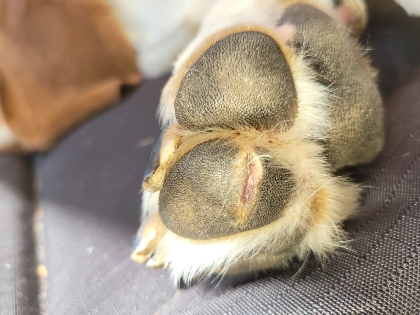 How to Properly Manage a Dog’s Cut Paw Pad - Wag and Cluck - Wag and Cluck